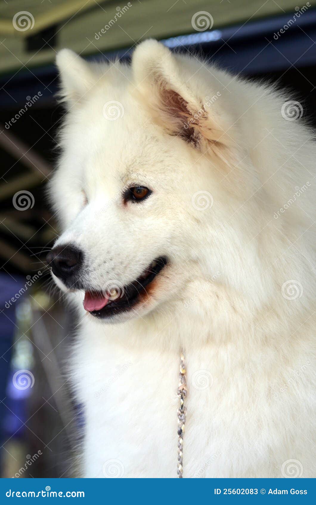 Samoyed Profile stock image. Image of purebred, spitz - 25602083