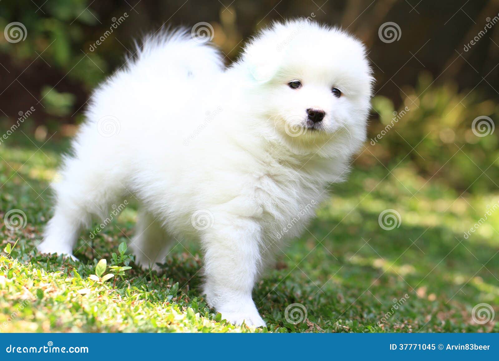 Samoyed Puppies stock image. Image of adorable, puppy - 37771045