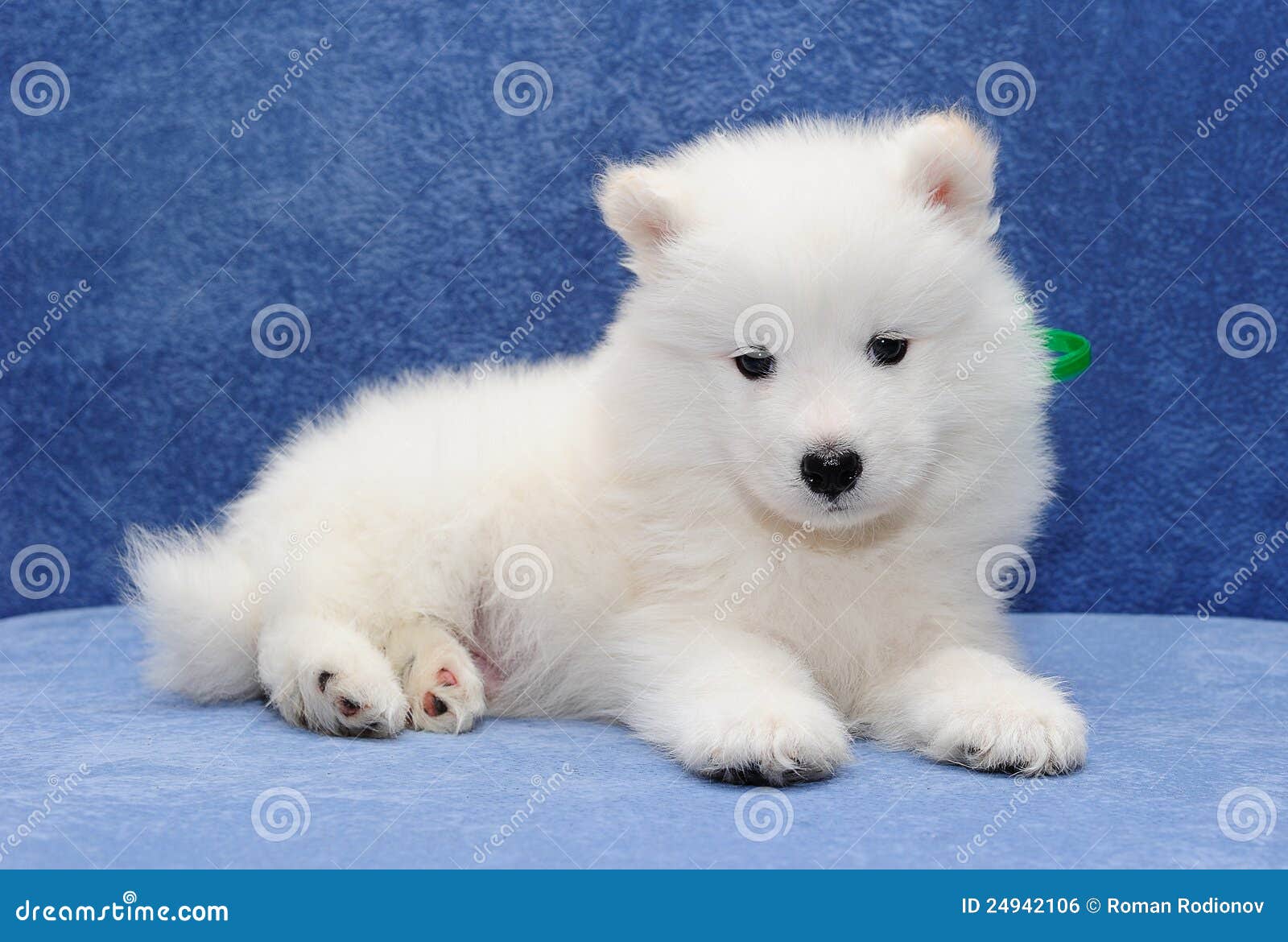 Samoyed puppy stock photo. Image of breed, purebred, lovely - 24942106
