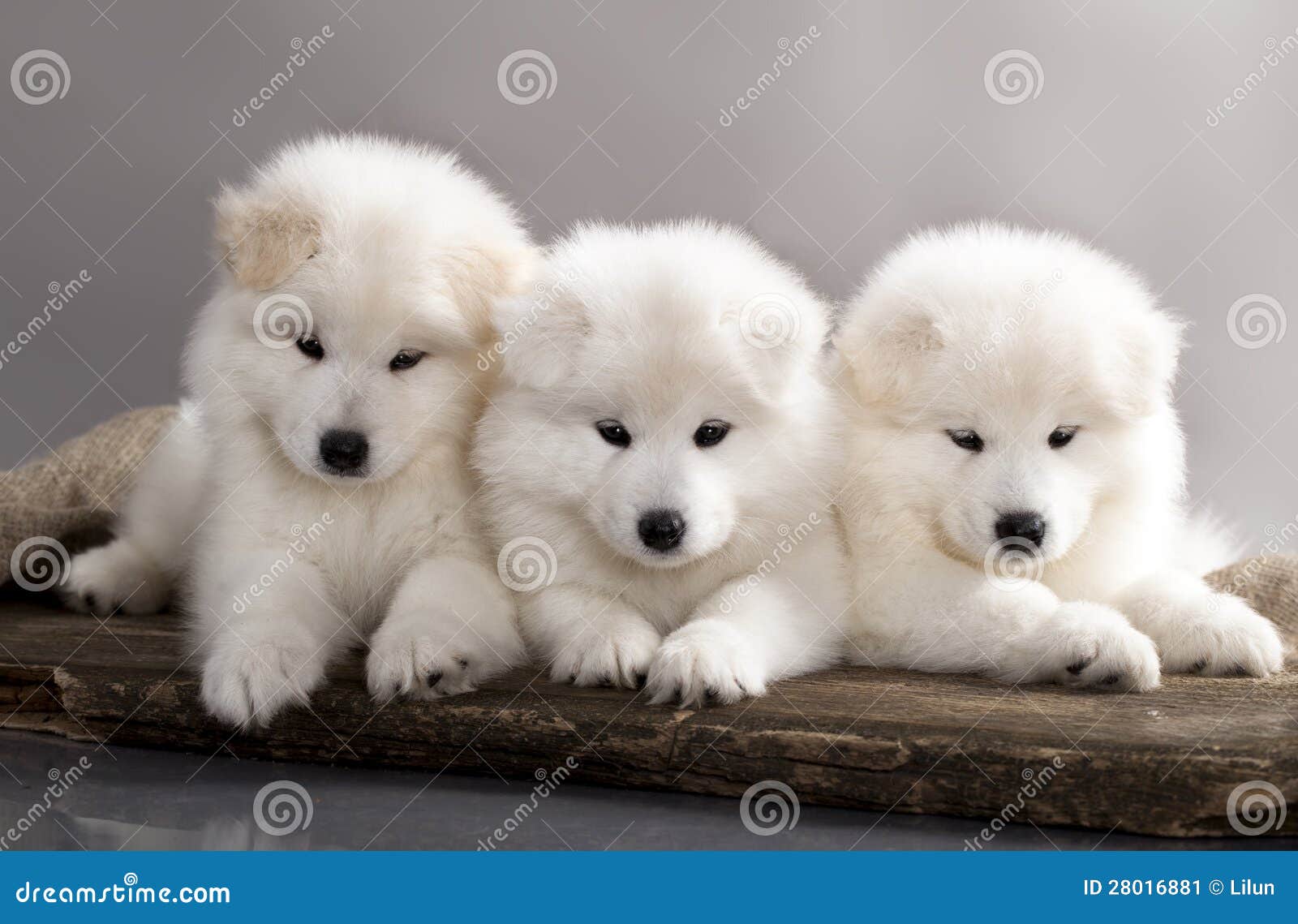 Samoyed puppy stock image. Image of petal, background - 28016881