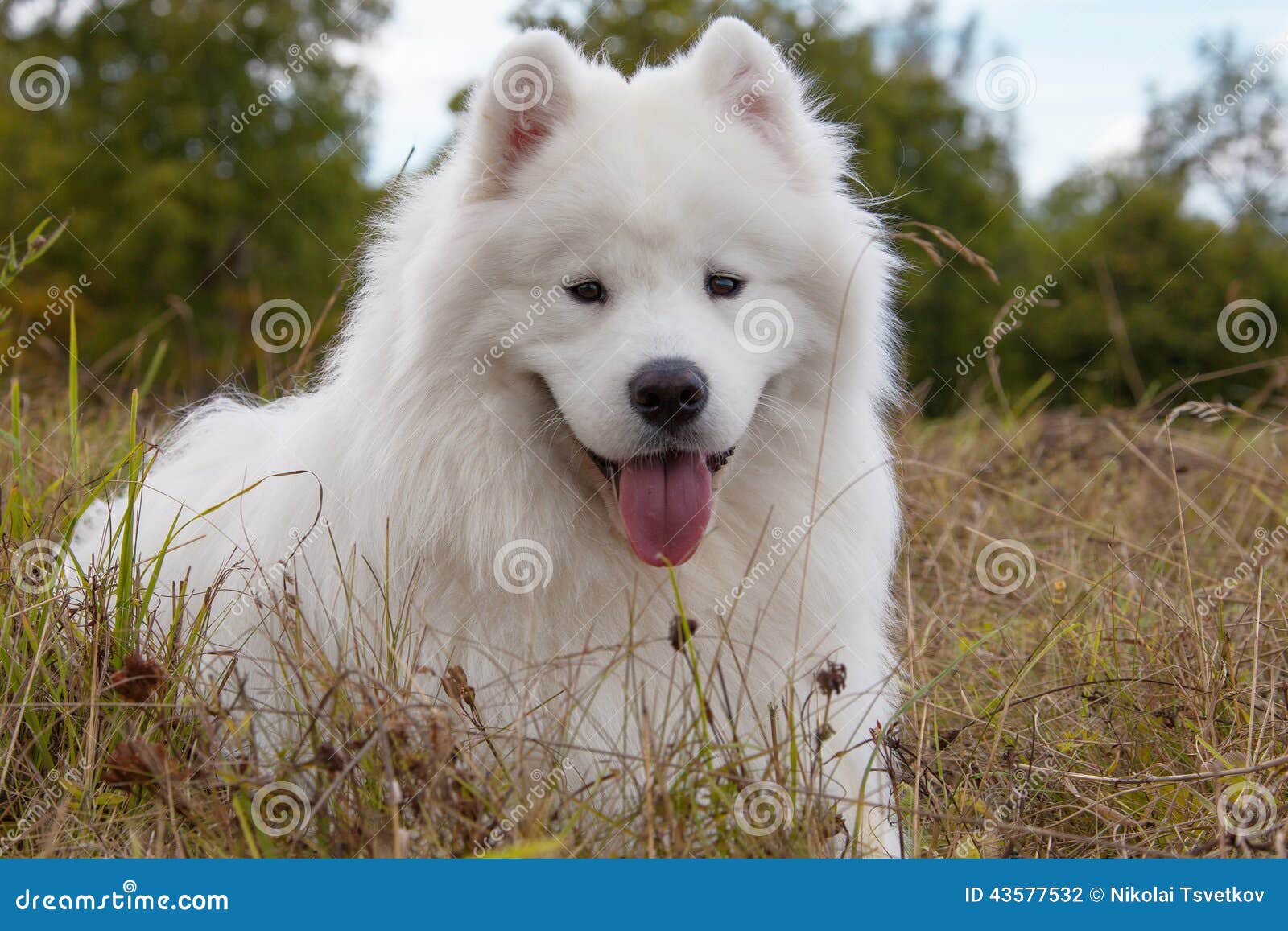 Samoyed puppy stock photo. Image of nature, doggy, cute - 43577532