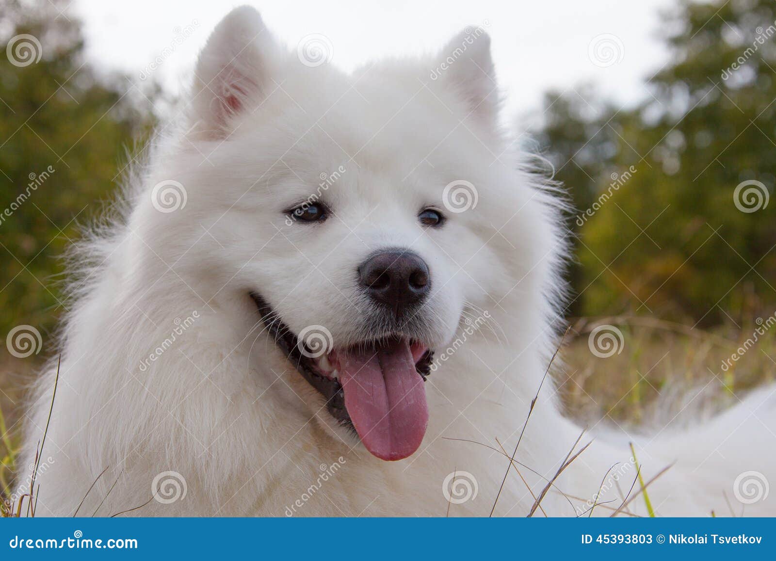 Samoyed puppy stock image. Image of doggy, breed, face - 45393803