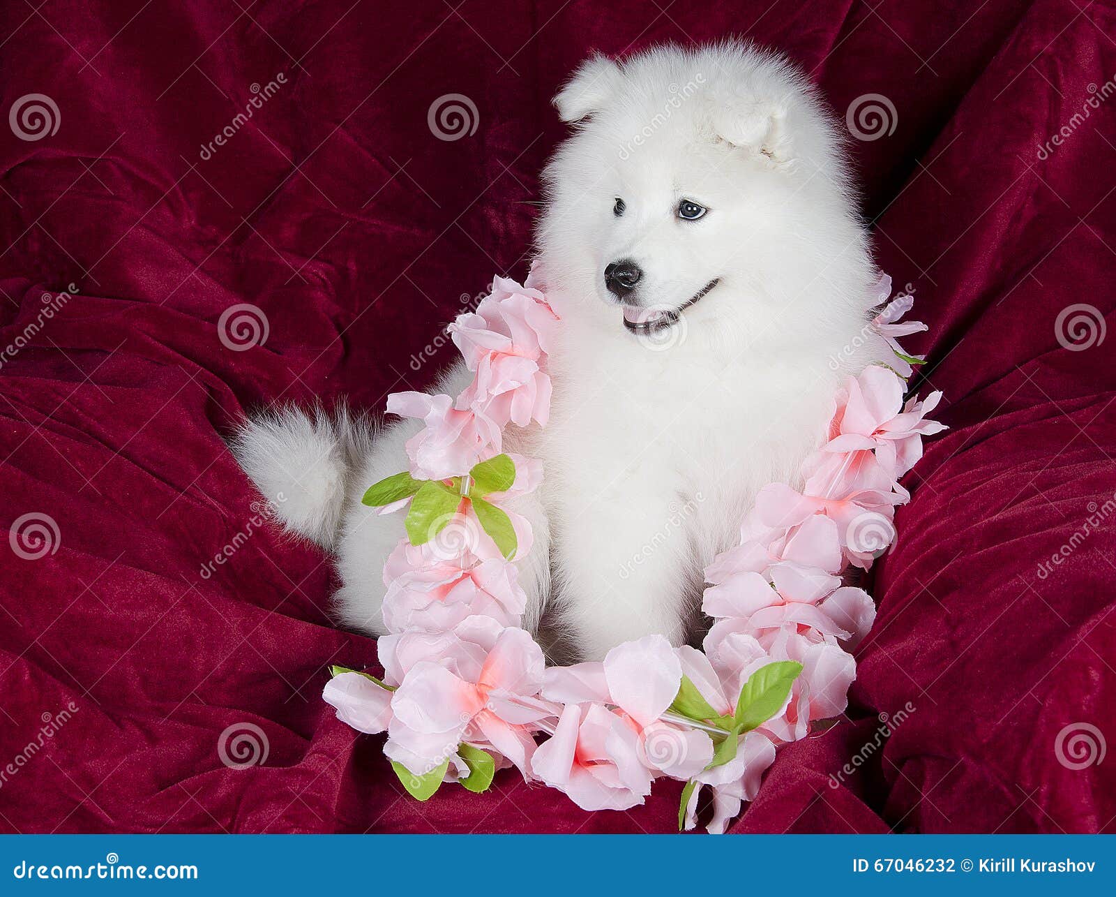 Samoyed puppy stock photo. Image of celebration, flower - 67046232