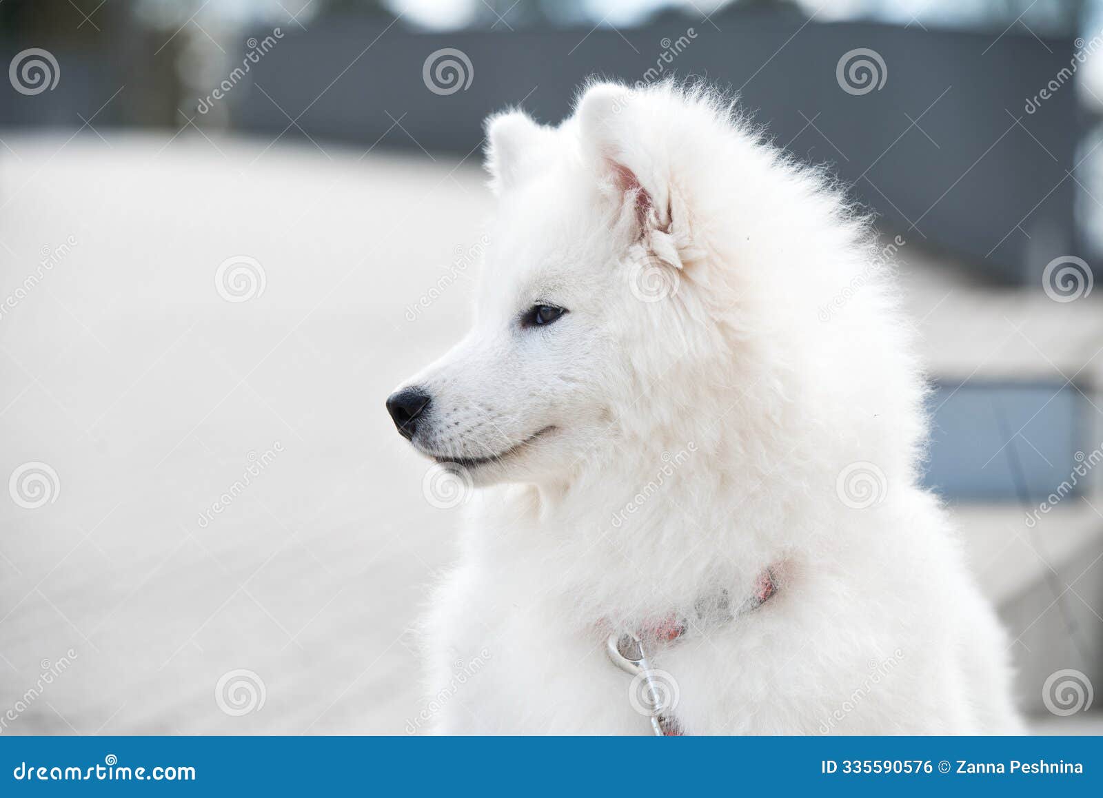 Samoyed Puppy Profile Dog Muzzle Portrait Stock Photo - Image of nature ...