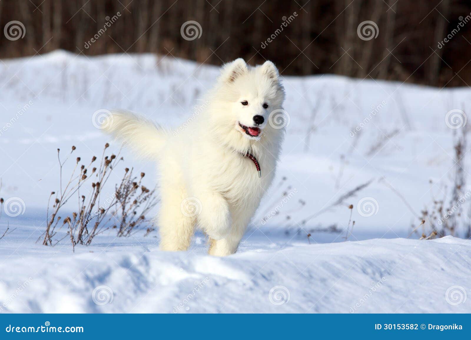 Samoyed puppy stock photo. Image of nenetskaya, bjelkier - 30153582