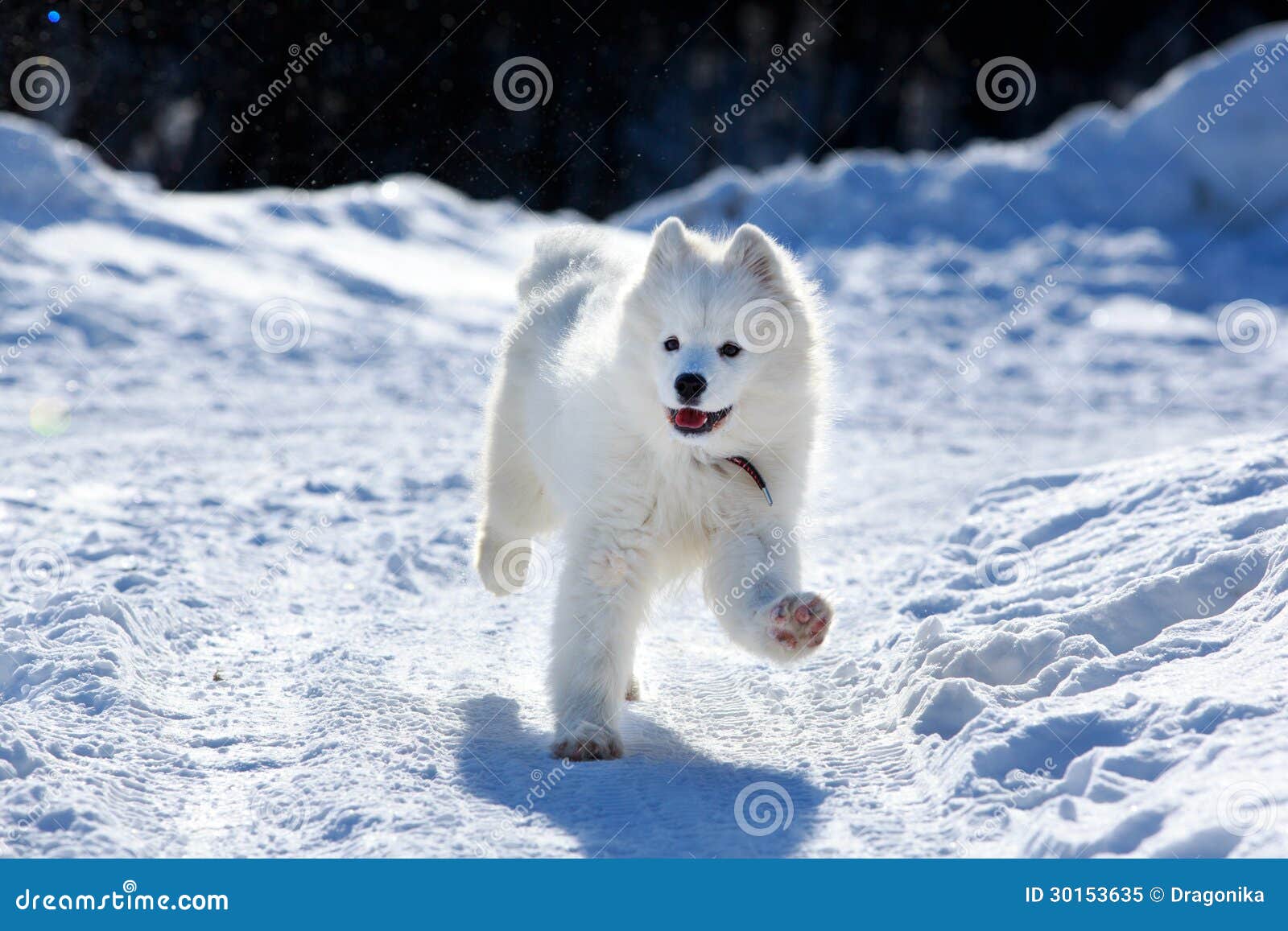 Samoyed puppy stock image. Image of nenetskaya, sobaka - 30153635