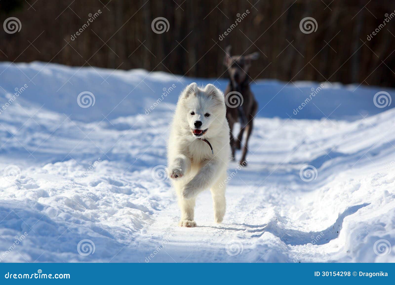 Samoyed puppy stock photo. Image of bjelkier, samoiedskaya - 30154298