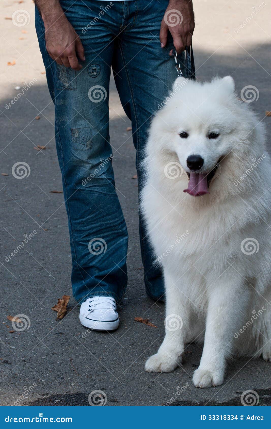 Samoyed Sitting Stock Image | CartoonDealer.com #69992161