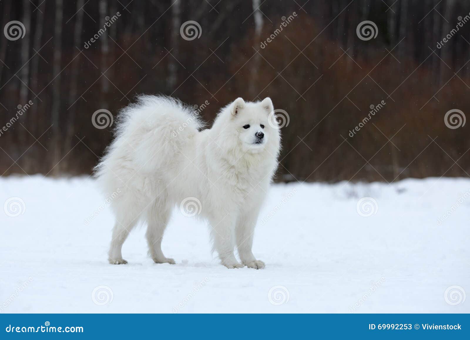 Samoyed Sitting in the Snow. Stock Image - Image of active, cute: 69992253