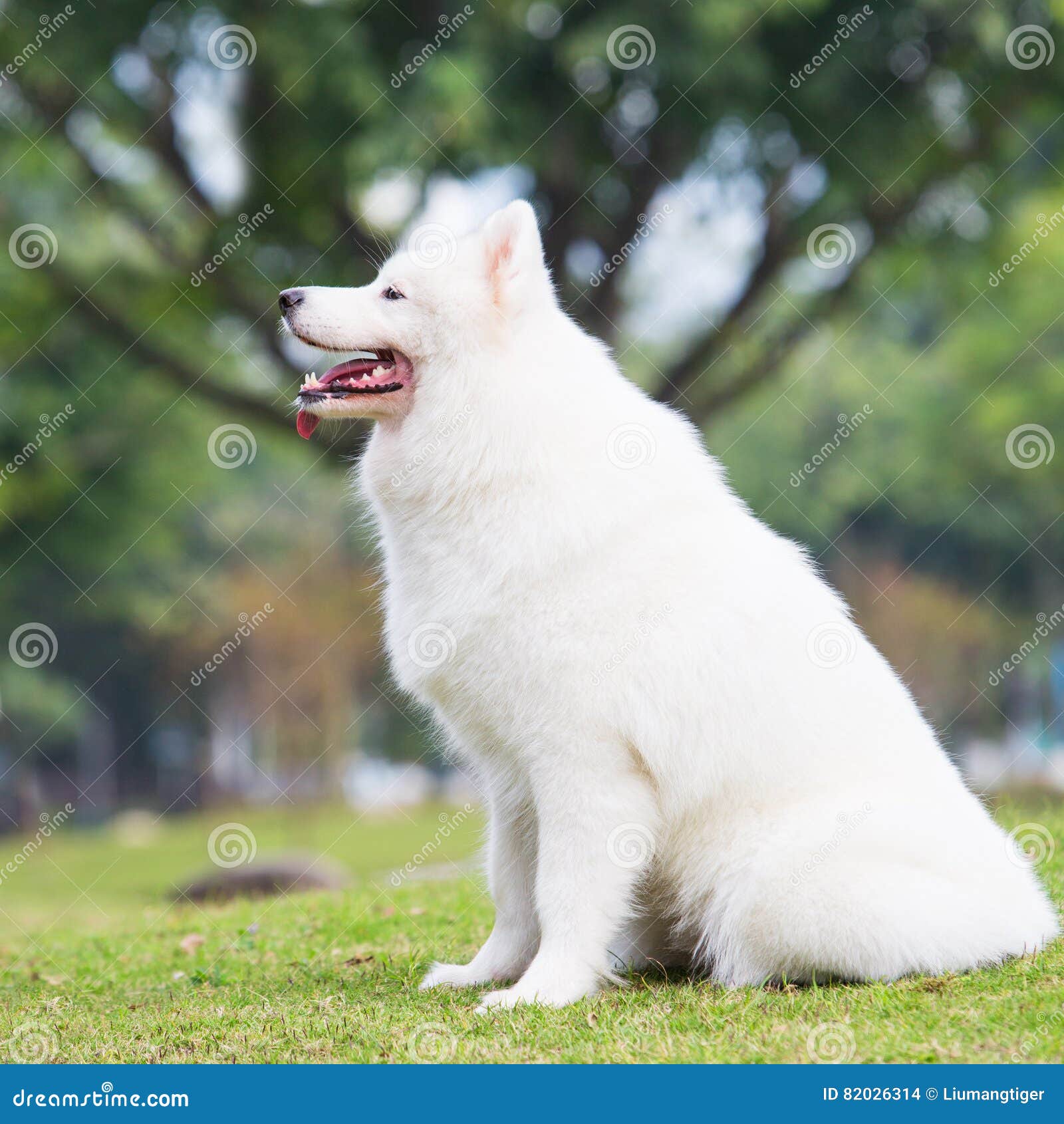 Samoyed is sitting stock photo. Image of sitting, mammal - 82026314