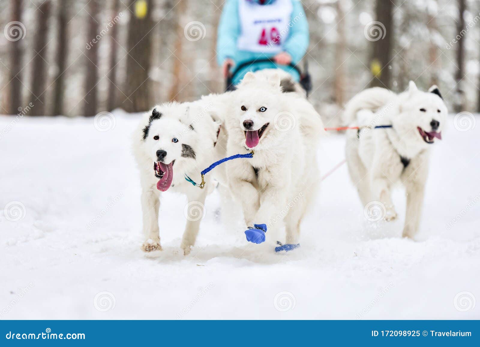 Samoyed sled dog racing stock image. Image of happy - 172098925