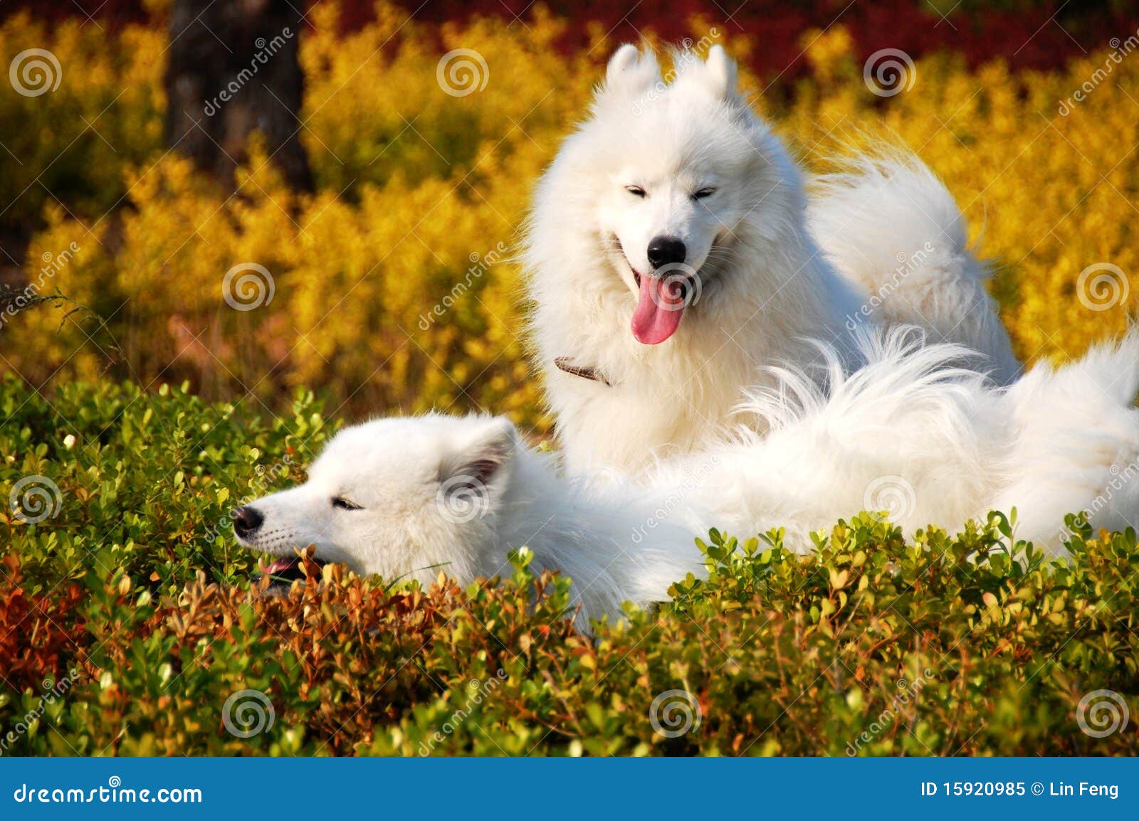 Samoyed--Smiling angels stock image. Image of husky, desktop - 15920985