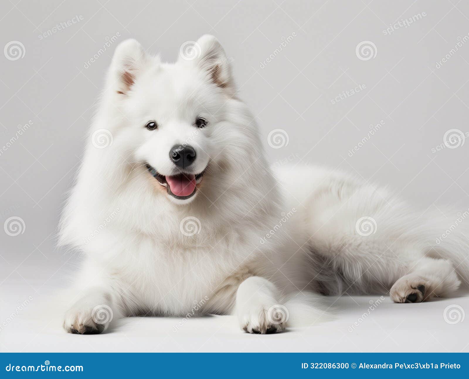 Samoyed with Smiling Face and Fluffy White Coat in Studio Stock ...