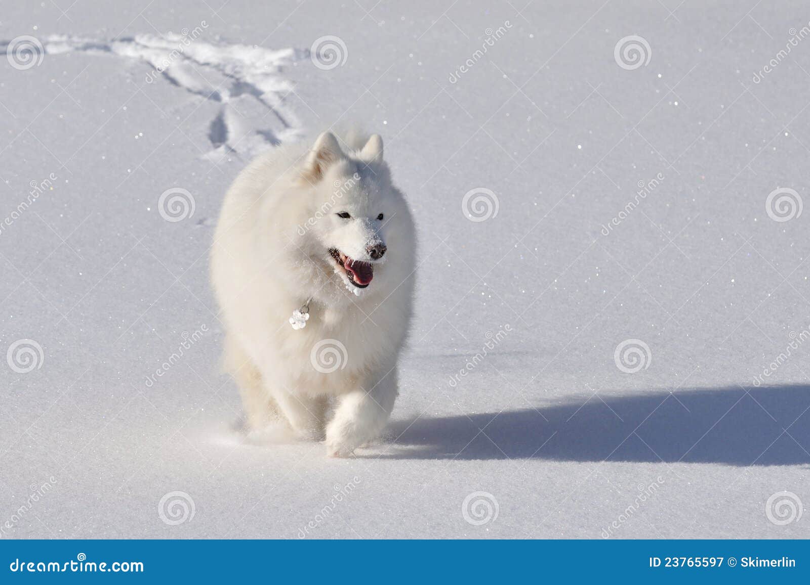 Samoyed in the Snow stock image. Image of white, snow - 23765597