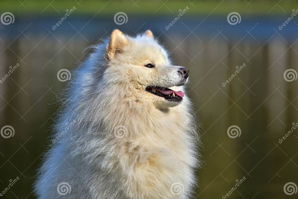 Samoyed stock image. Image of animal, adorable, happy - 94004709