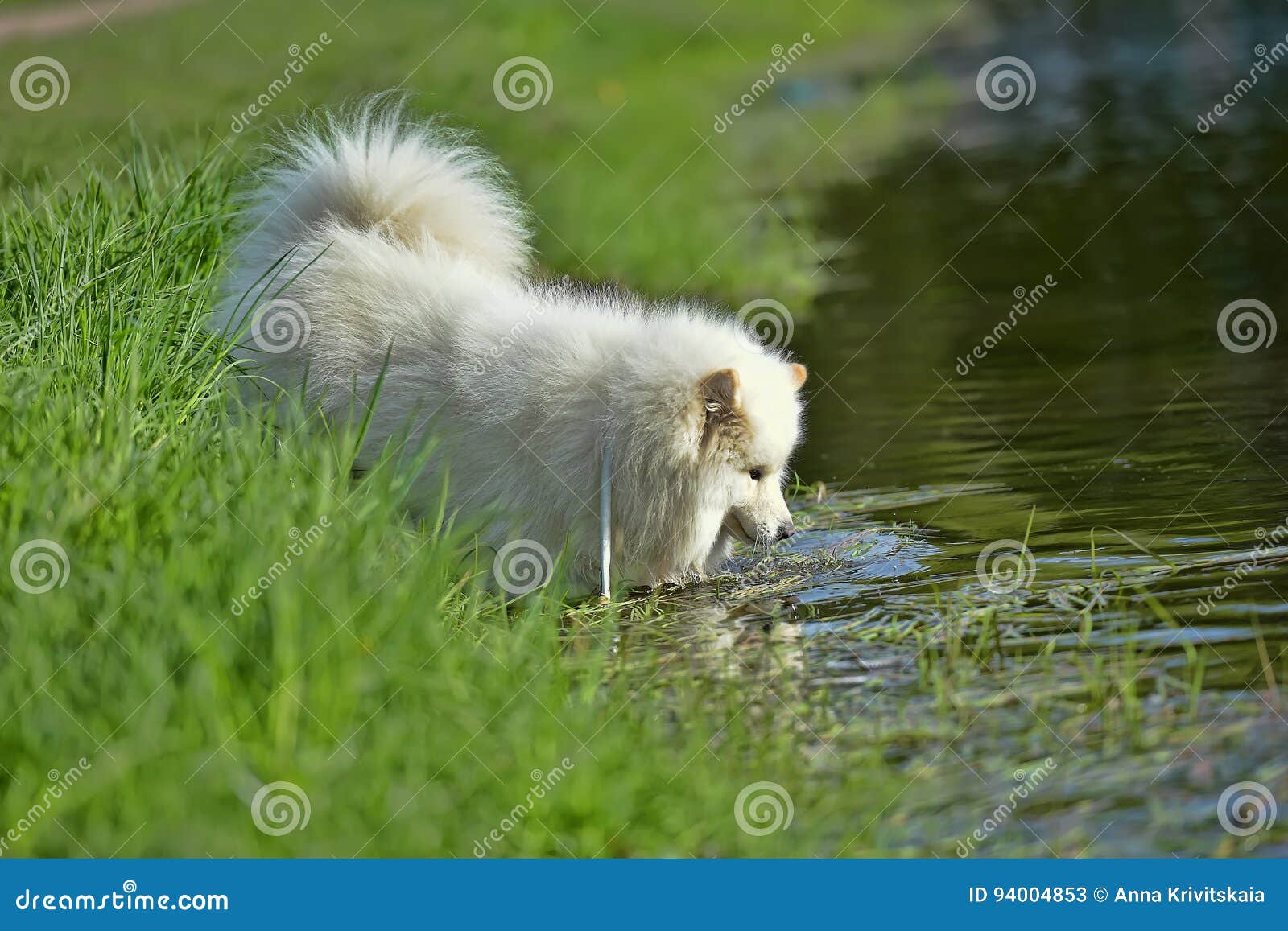 Samoyed summer swims stock image. Image of happy, pond - 94004853