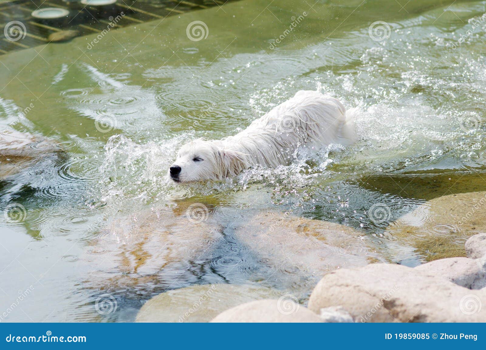 Can Samoyed Swim