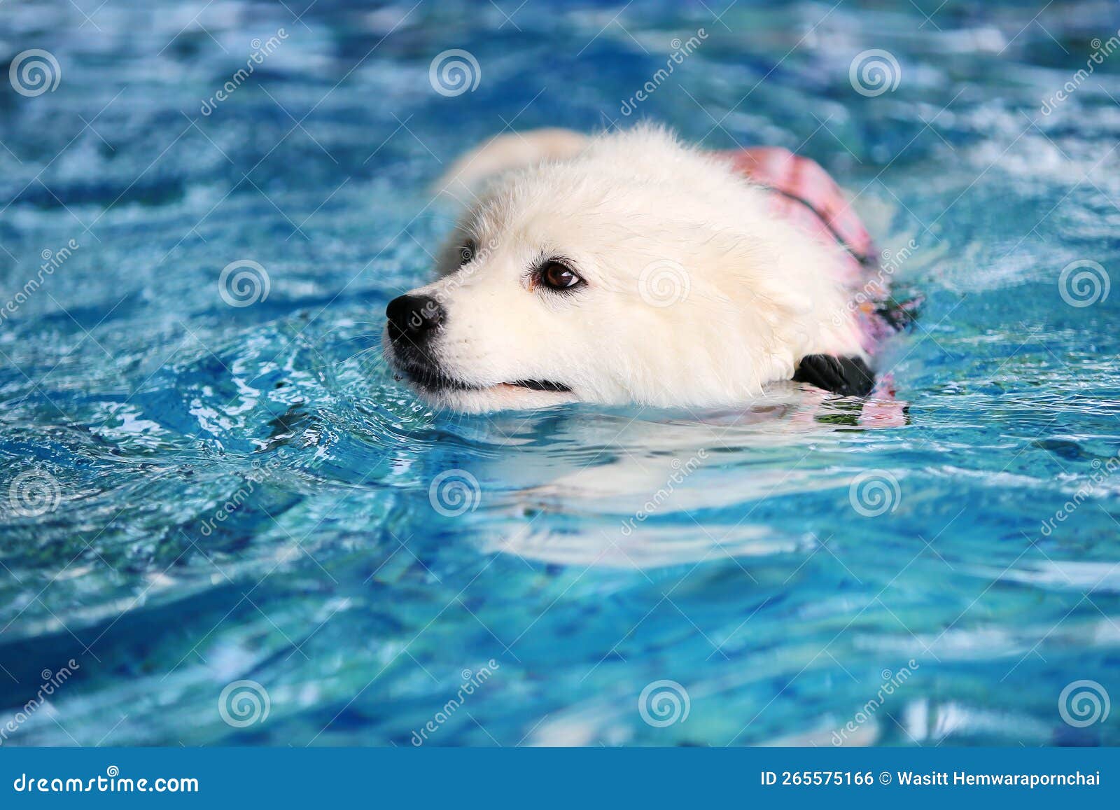 Samoyed Swims in Swimming Pool Stock Photo - Image of outdoor, outside ...