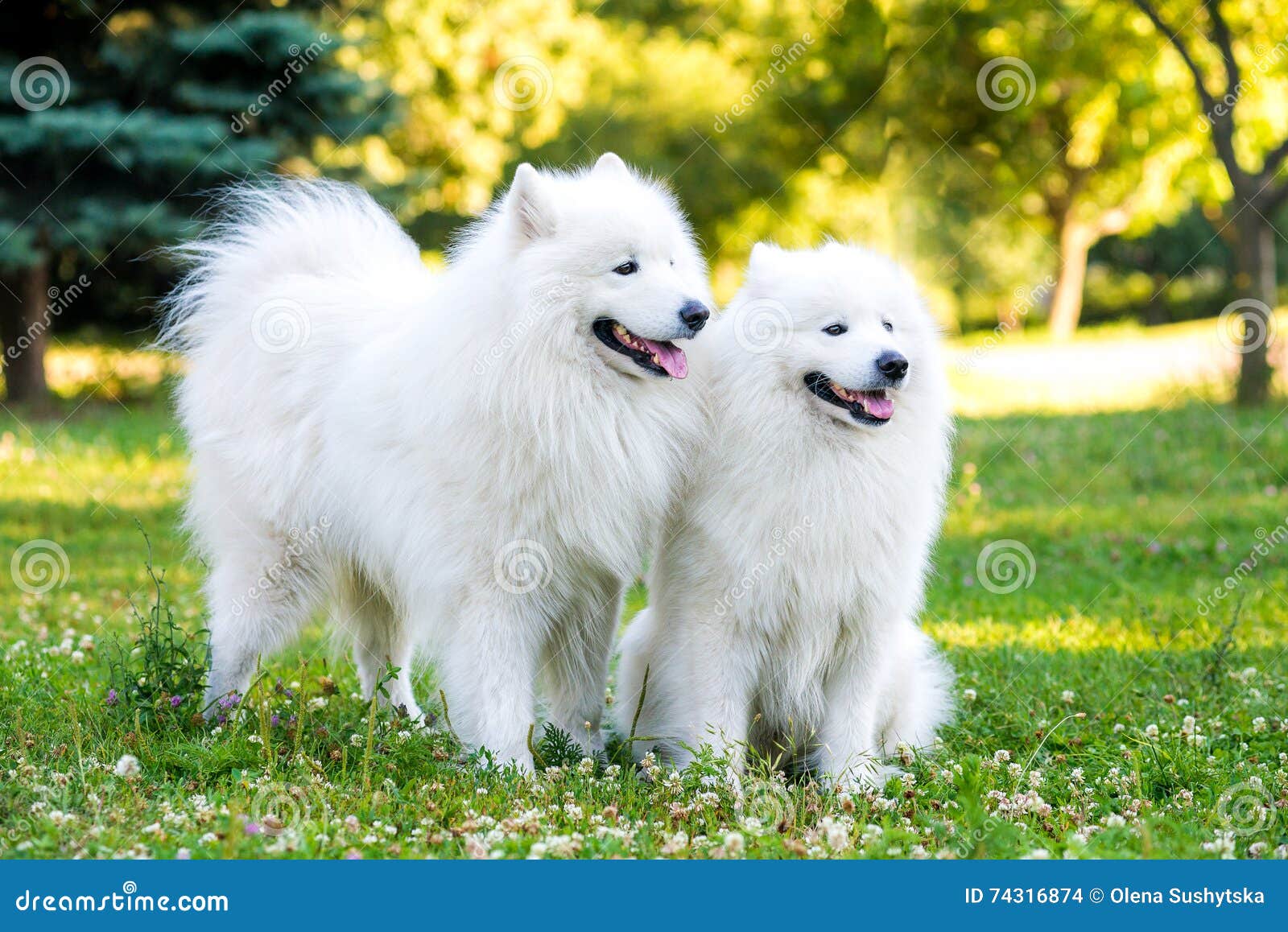 Samoyed Two Dogs in the Park Stock Photo - Image of nature, fall: 74316874