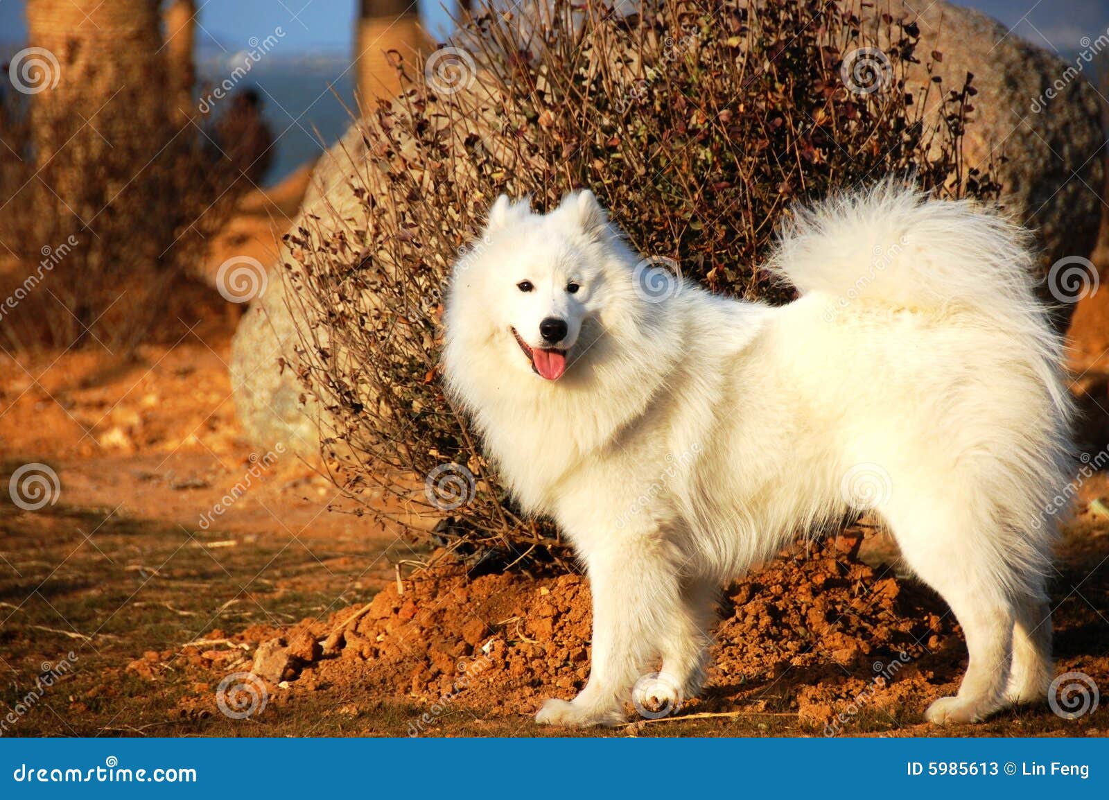 Samoyede stock image. Image of mamals, samoyede, dogs - 5985613