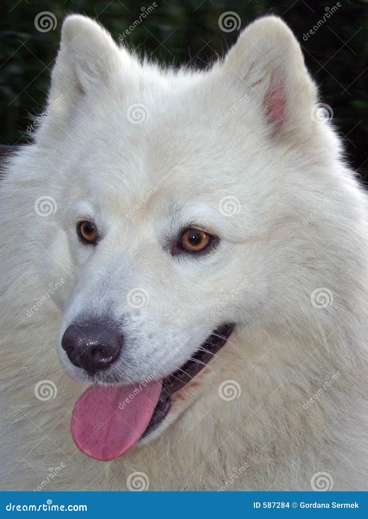 Samoyedo foto de archivo. Imagen de canino, ojos, flor - 587284