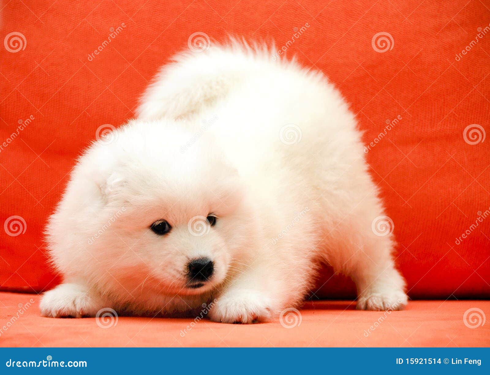 Samoyedo del bebé foto de archivo. Imagen de mascotas - 15921514