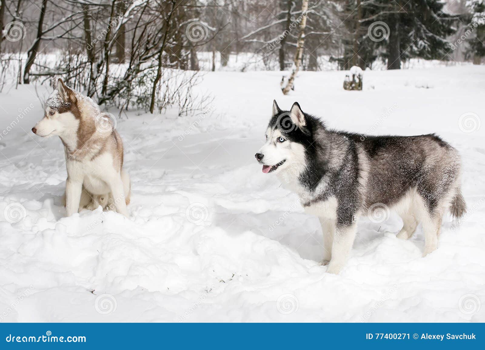 Samoyedo Y Perro Esquimal En Nieve Invierno Imagen de archivo - Imagen ...