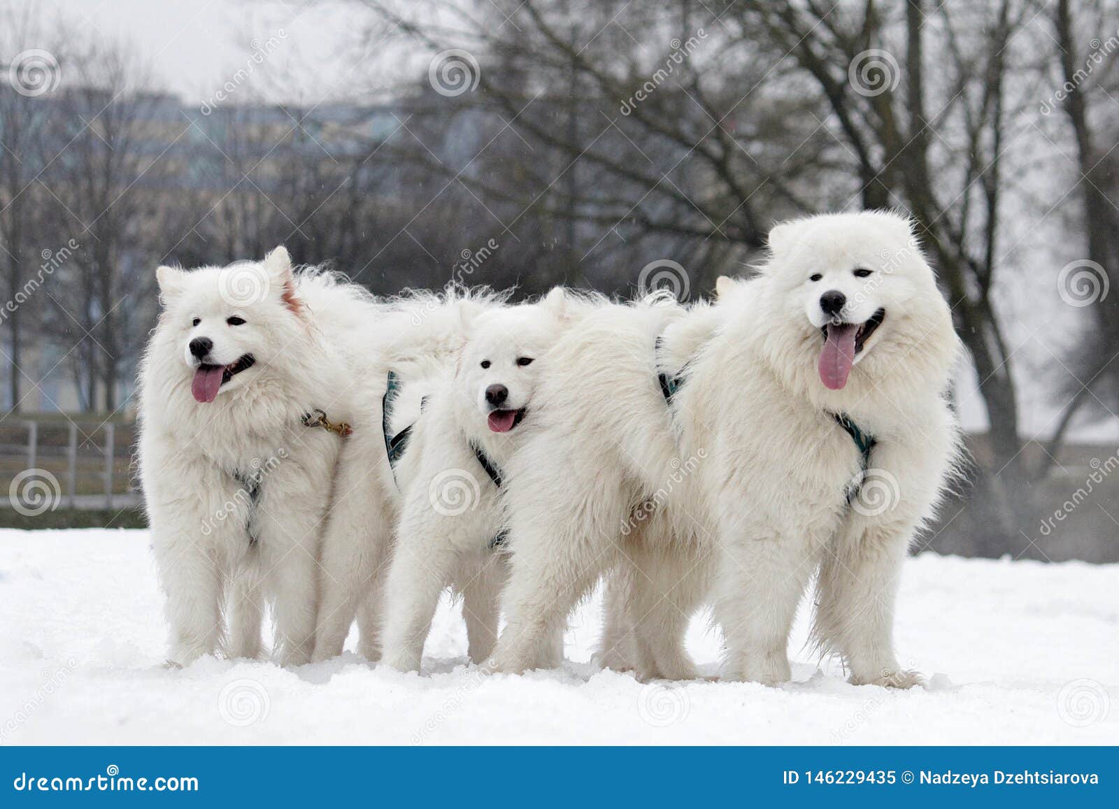 Northern draft dogs stock image. Image of samoyed, outdoors - 146229435