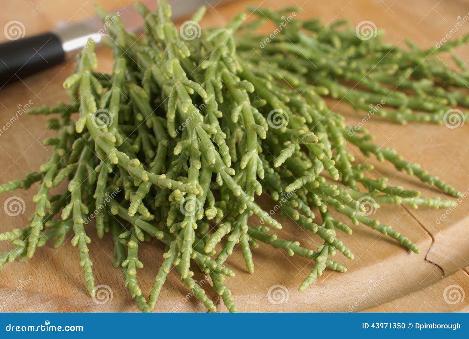 Samphire stock foto. Image of kruid, vers, ingrediënt - 43971350