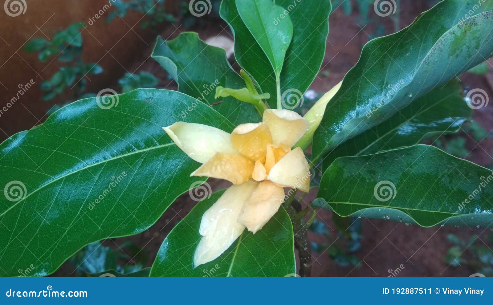 The Sampige flora stock image. Image of beauty, plant - 192887511