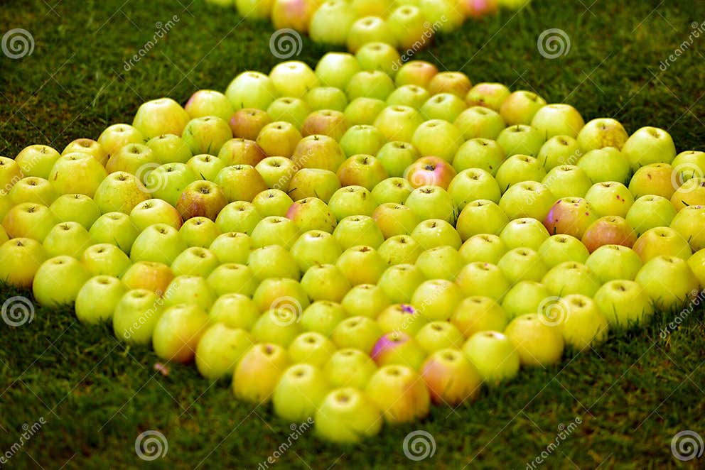 Sample with apples stock image. Image of apples, nope - 256778855
