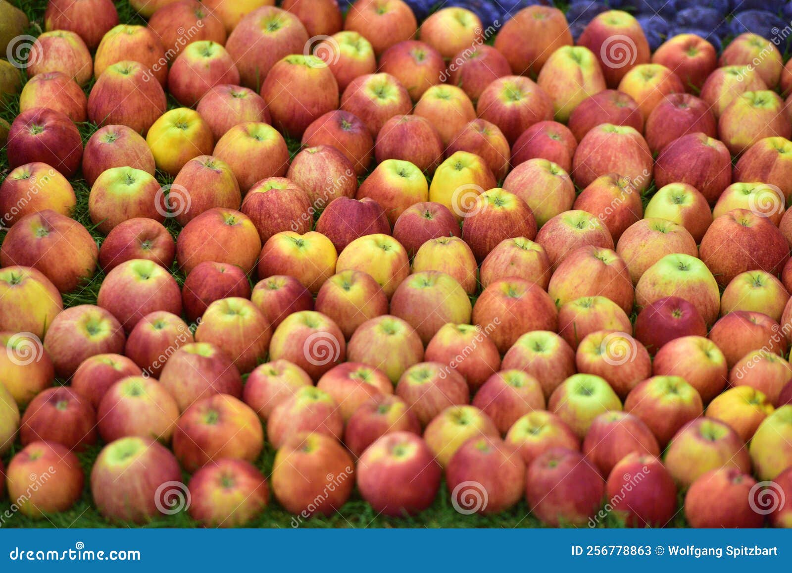 Sample with apples stock image. Image of apples, organic - 256778863