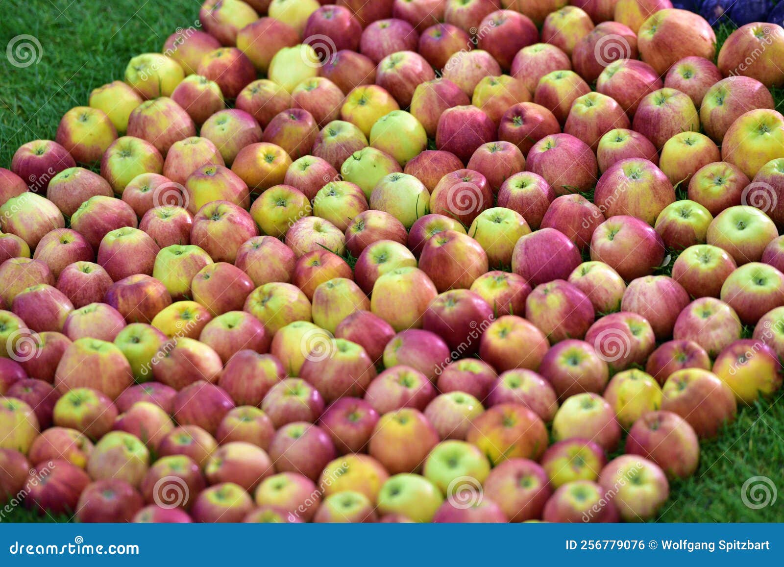 Sample with apples stock photo. Image of grass, garden - 256779076