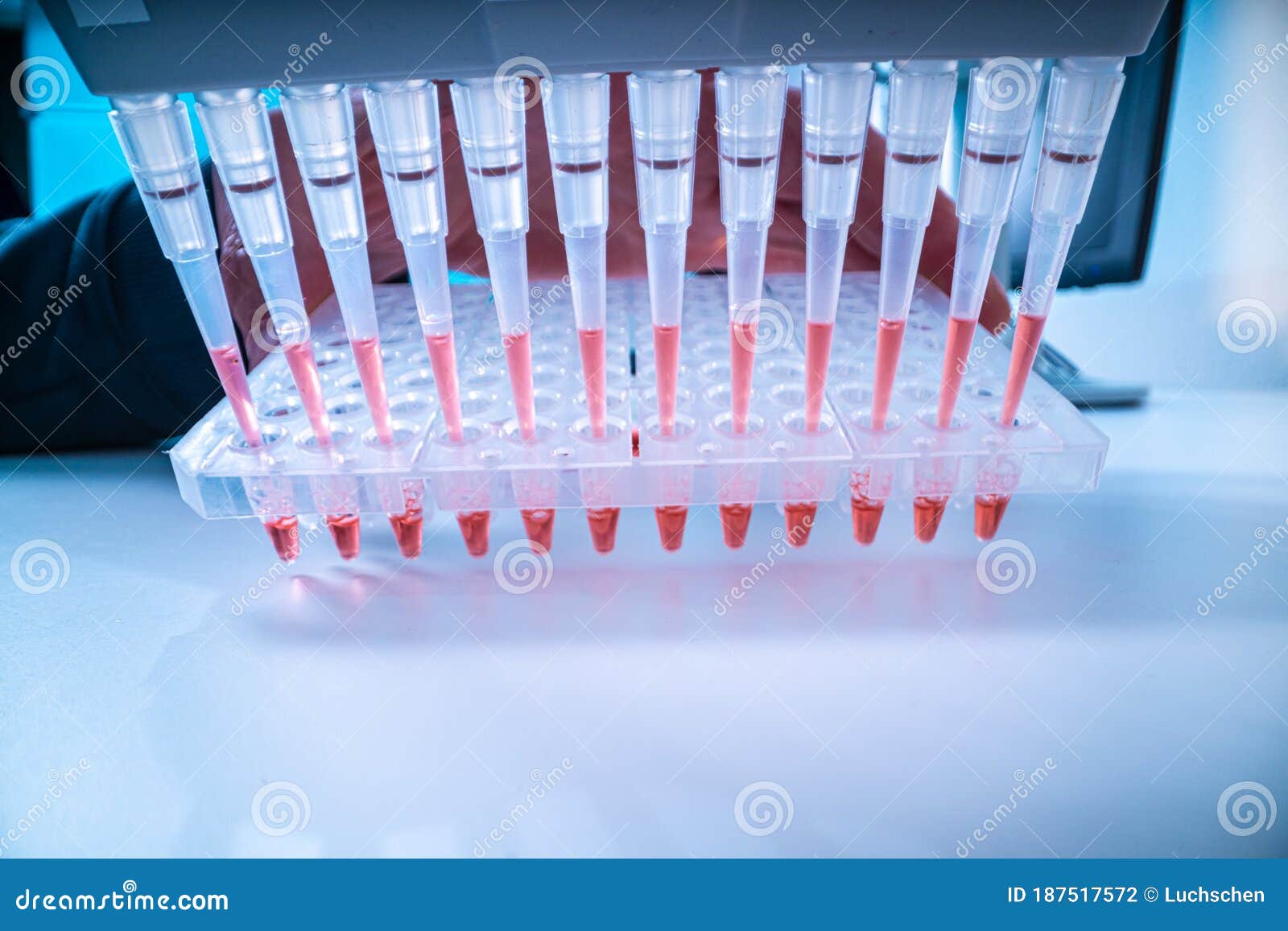 Sample of Biological Sample for DNA Analysis Stock Photo - Image of ...