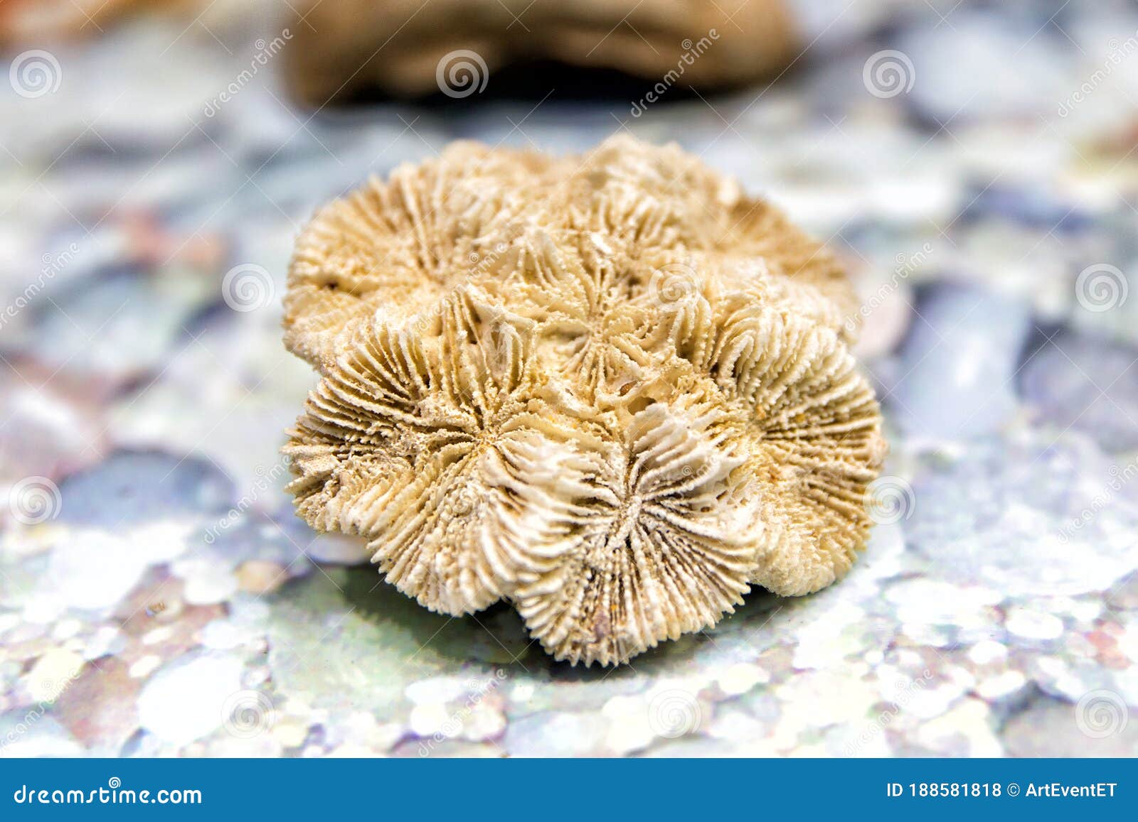 Sample of Coral Coral Reef Census Stock Photo - Image of tropics ...