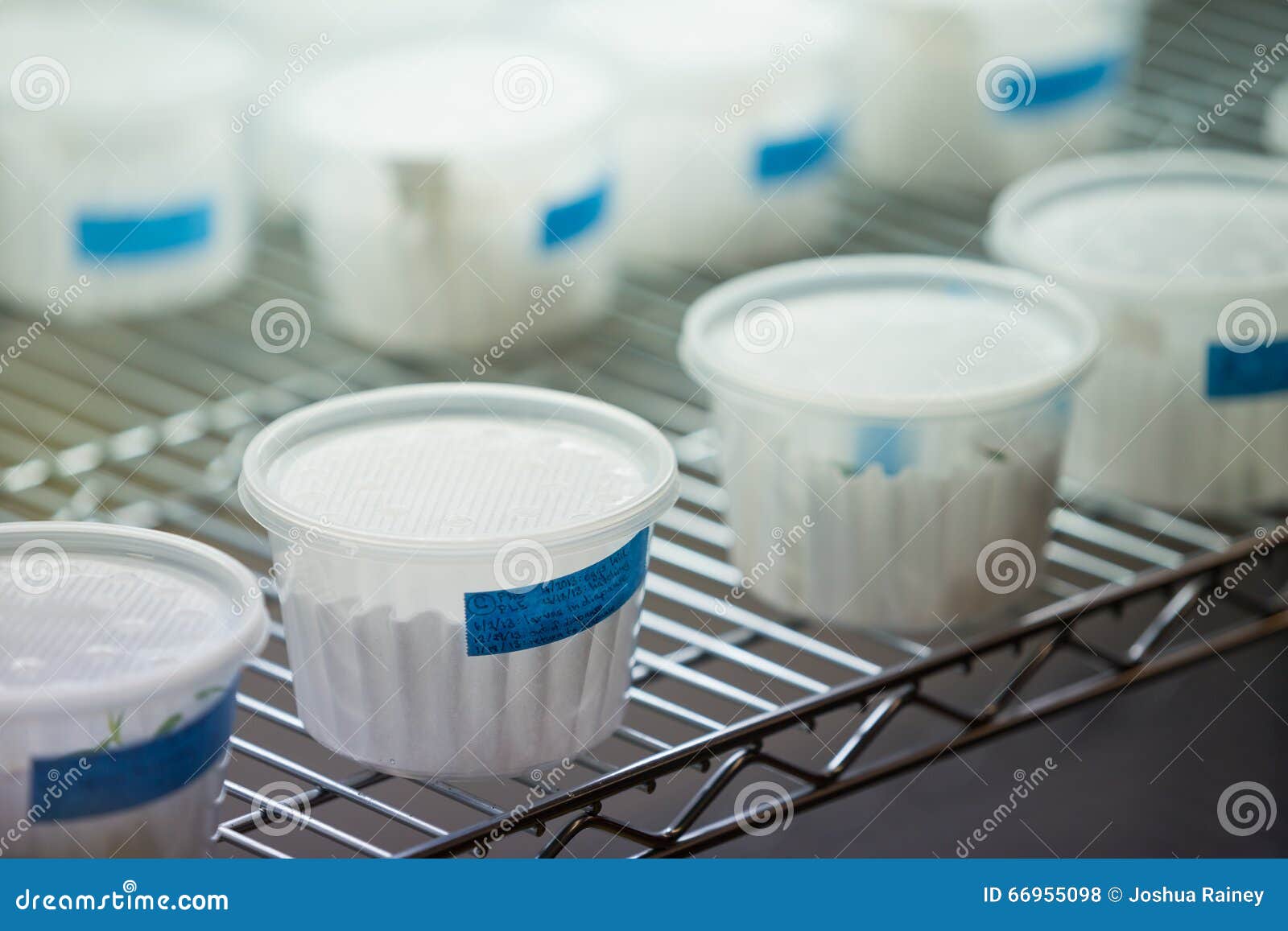 Sample Dishes in Science Lab Stock Photo - Image of color, tube: 66955098