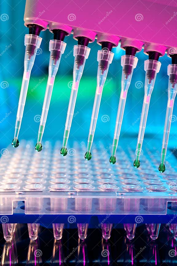 Sample Load with Multichannel Pipette Stock Image - Image of biotech ...