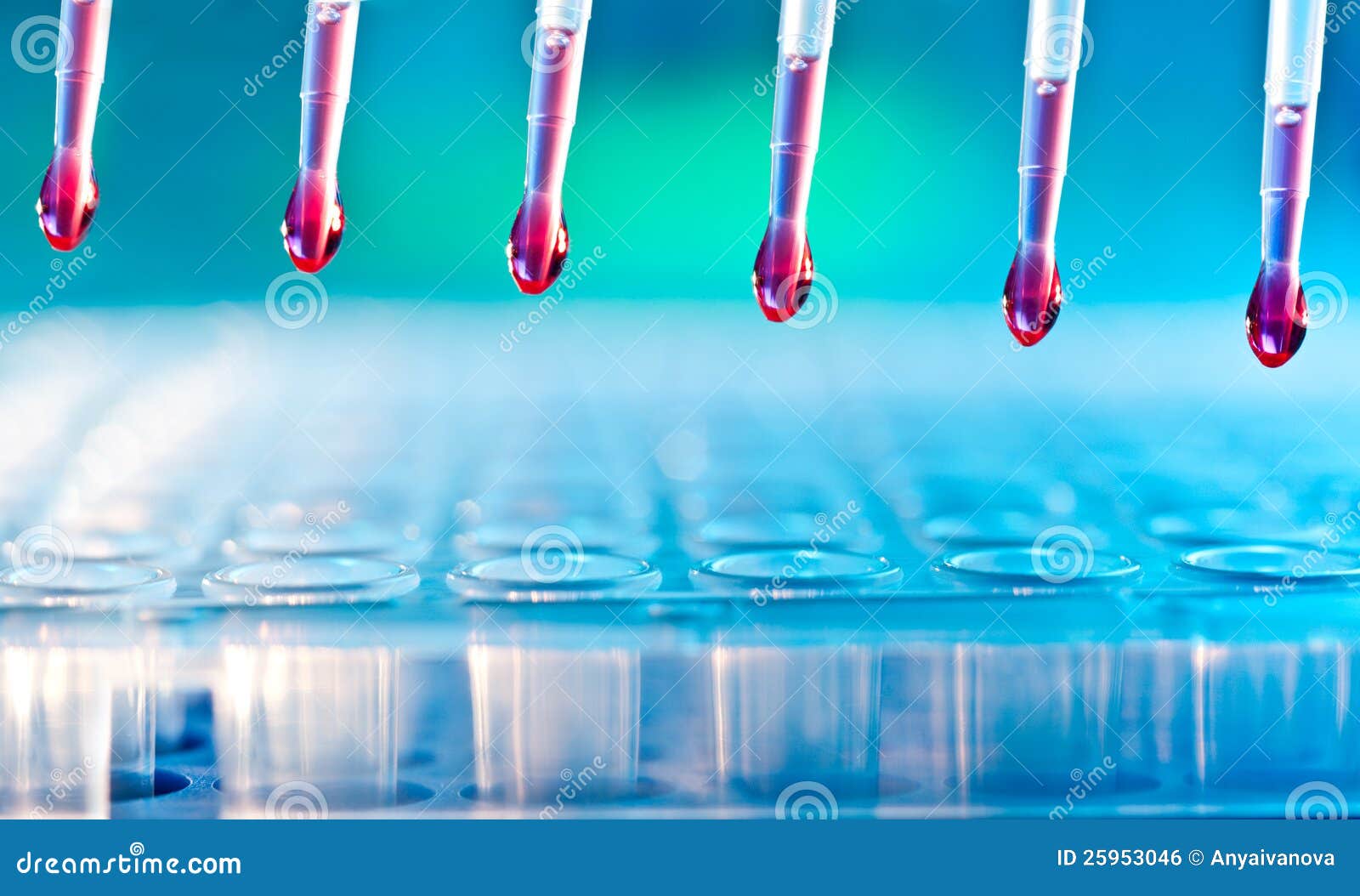 Sample Loading with Multichannel Pipette Stock Photo - Image of ...