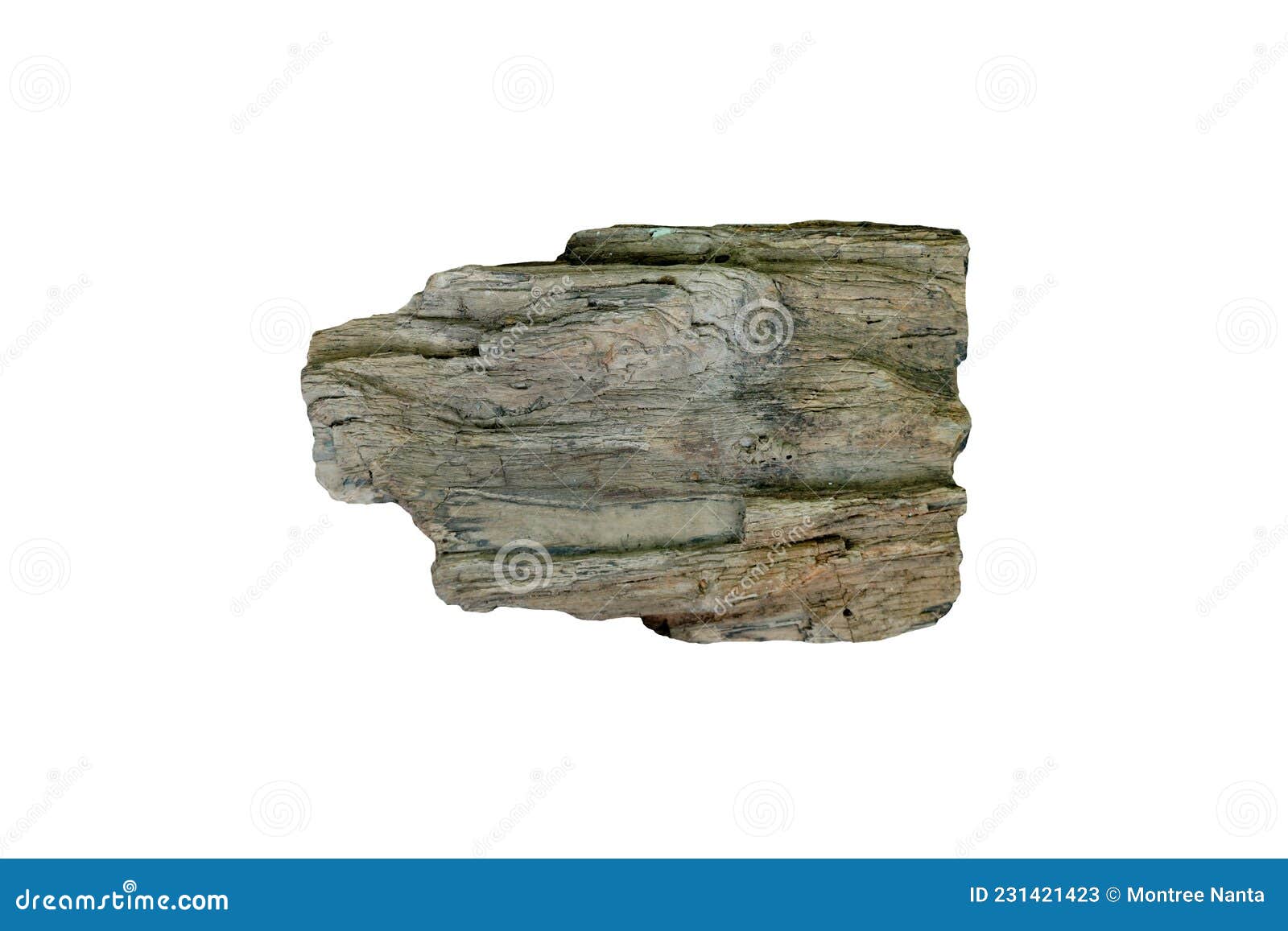 Sample of Petrified Wood Rock Isolated on White Background. Stock Image ...