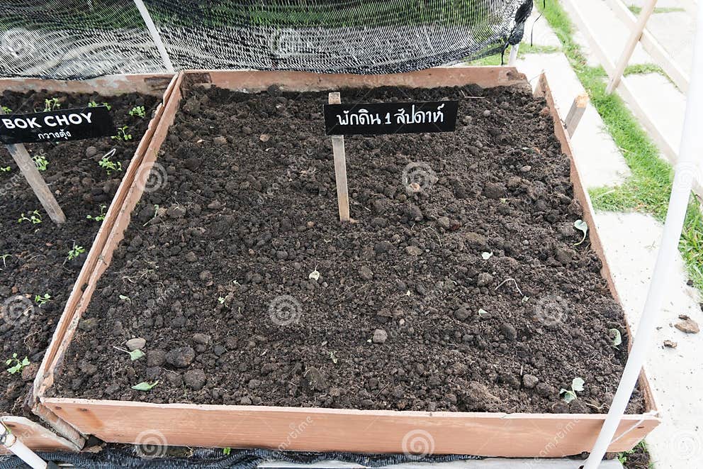 Sample Plot for Preparing Soil for Growing Vegetables. in Thai it is ...