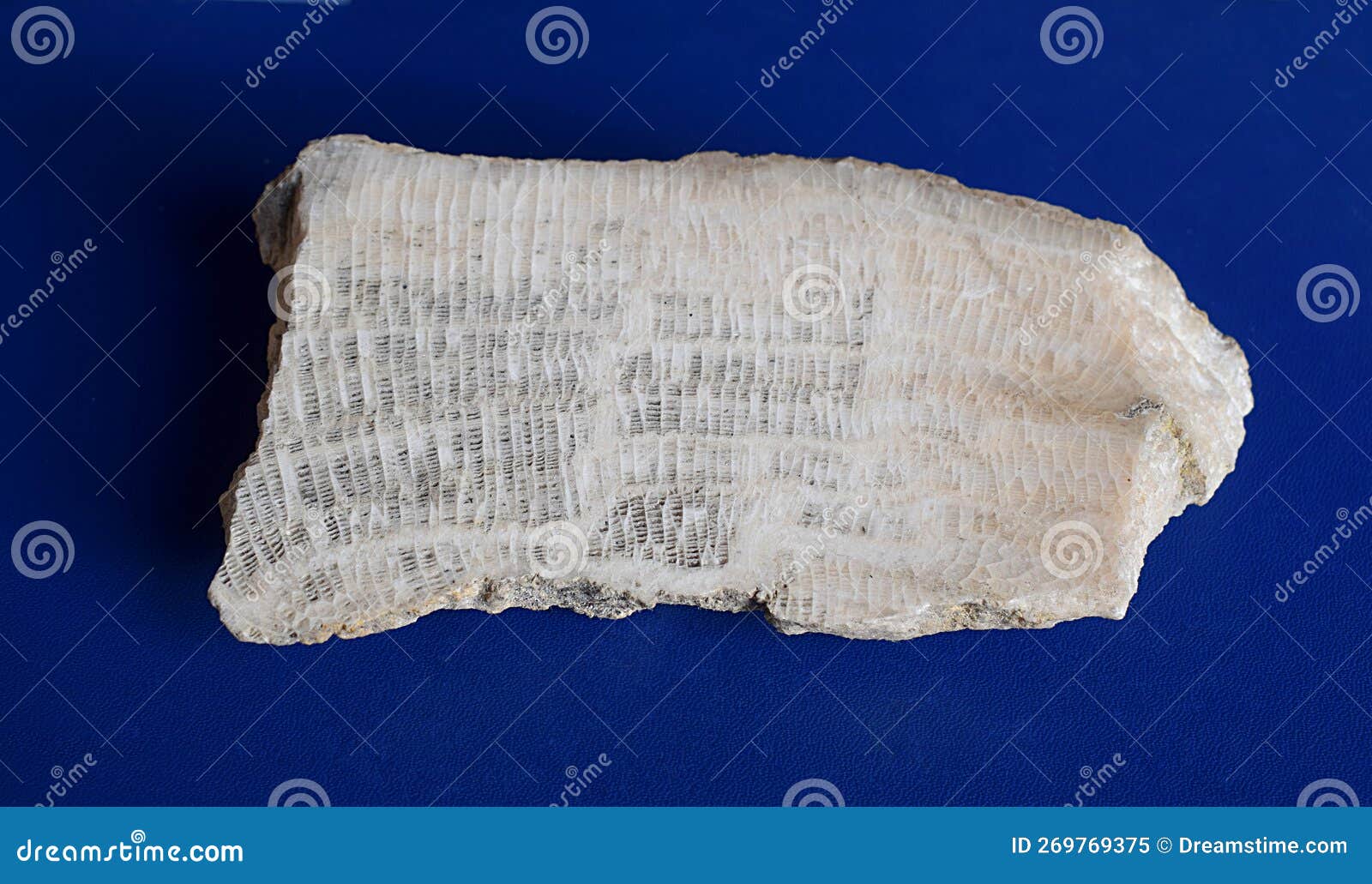 Stromatolite Limestone Formation India Stock Image | CartoonDealer.com #127242775
