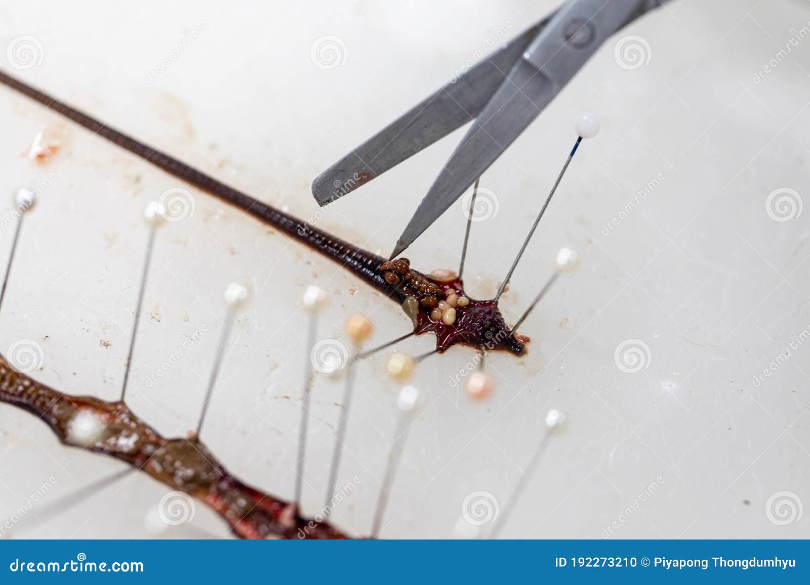 Study Earthworm in Laboratory. Stock Photo - Image of microscope ...