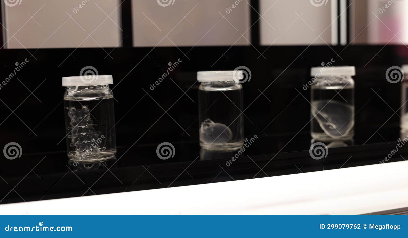 Samples of Clear Organs are Preserved in Jars for Laboratory ...