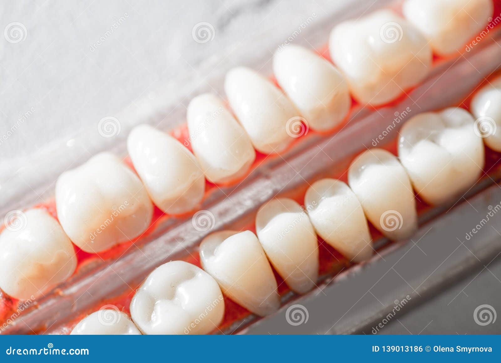 Samples of human teeth stock photo. Image of plastic - 139013186