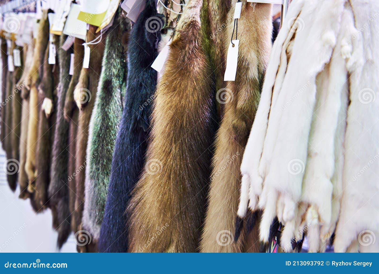 Samples of Natural Fur in Store Stock Photo - Image of original, luxury ...