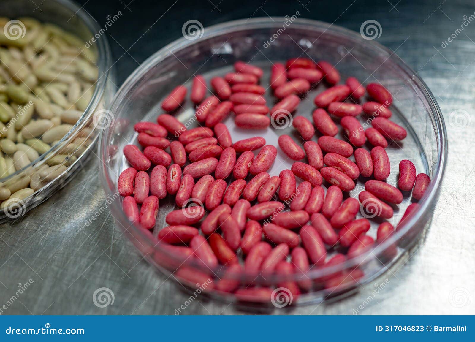 Samples of New Legumes and Vegetables Seeds Varieties in Seed Bank ...