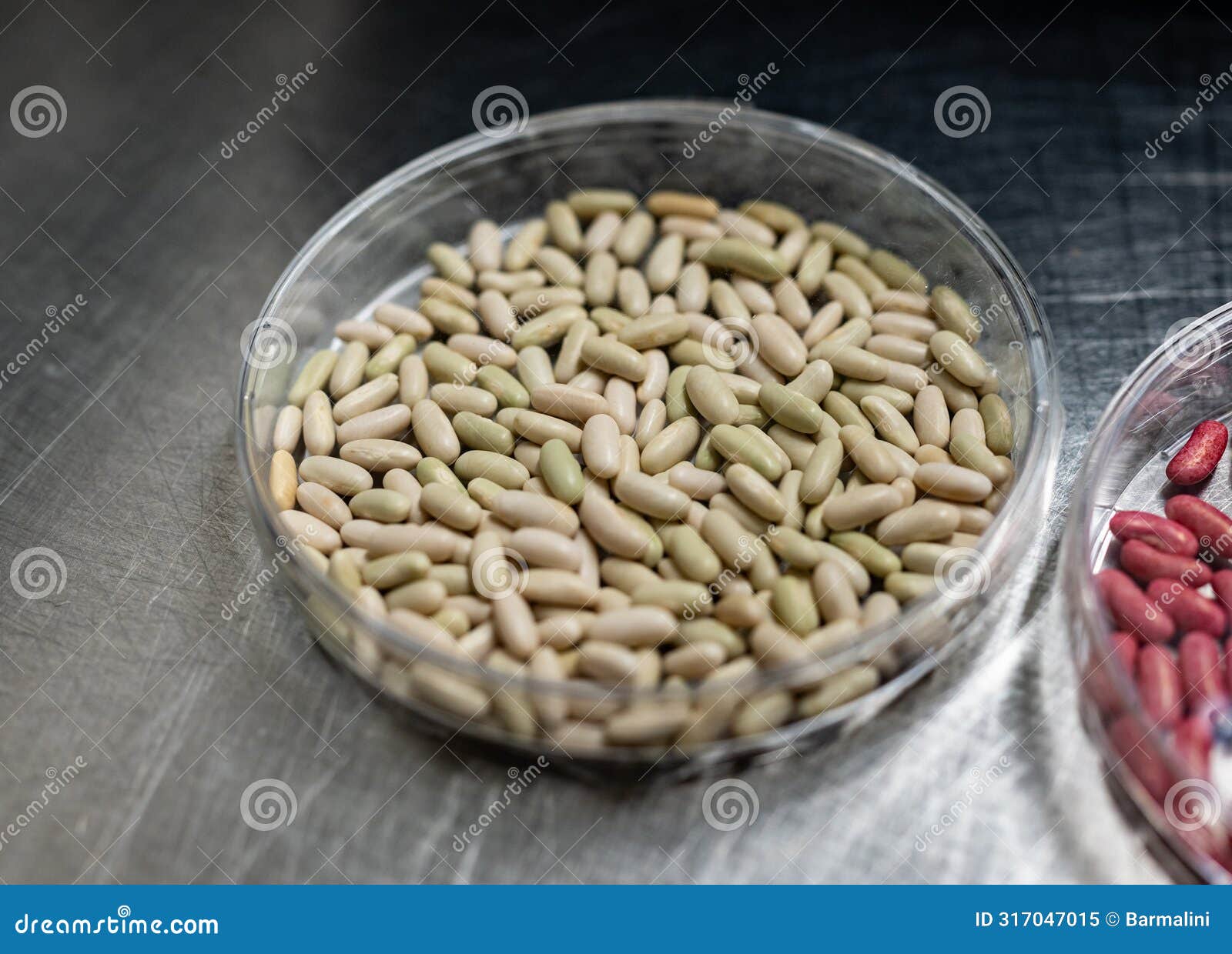 Samples of New Legumes and Vegetables Seeds Varieties in Seed Bank ...