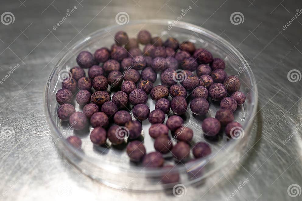 Samples Of New Legumes And Vegetables Seeds Varieties In Seed Bank Seedlings For Spring Sowing