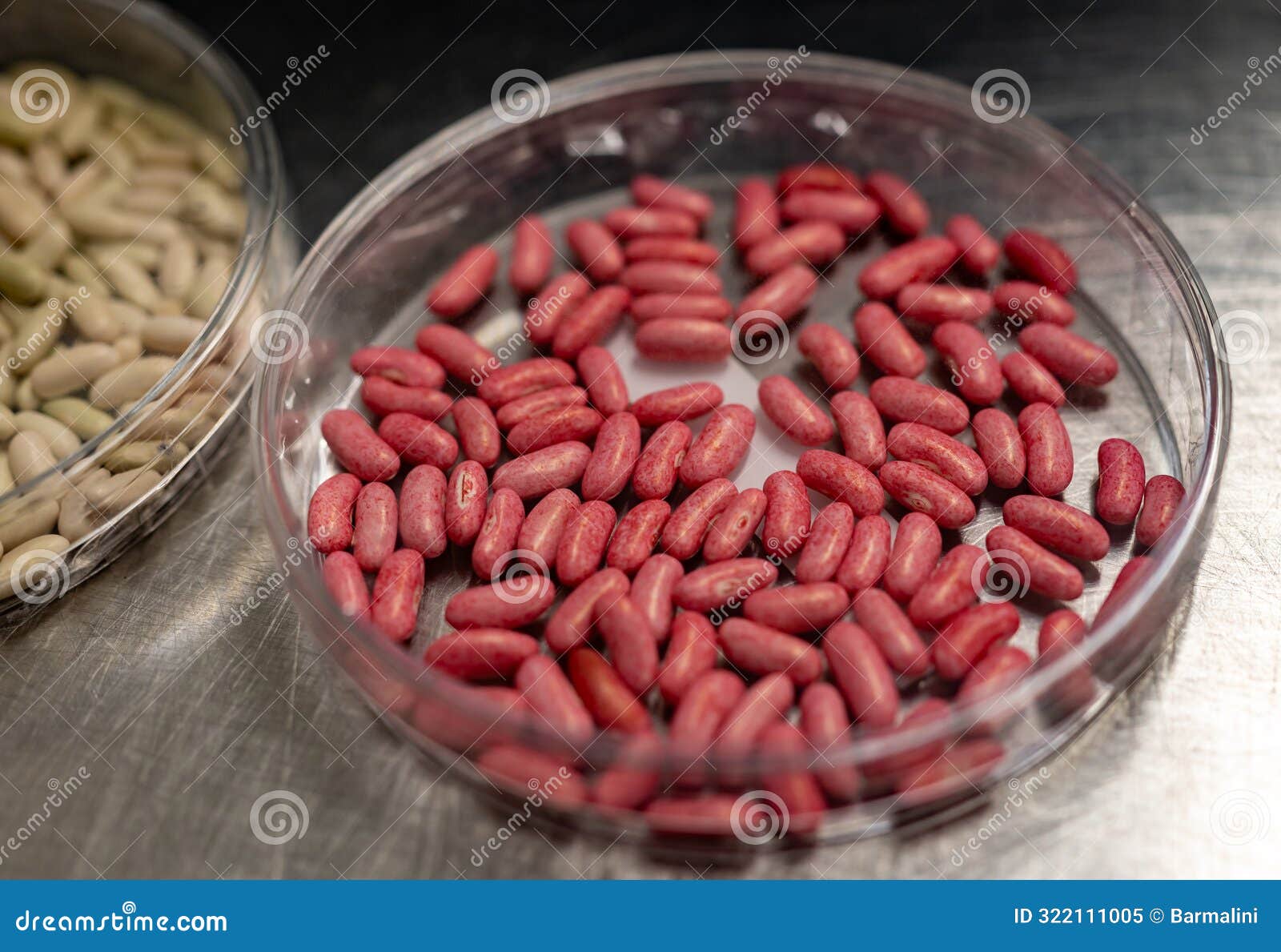 Samples of New Legumes and Vegetables Seeds Varieties in Seed Bank ...