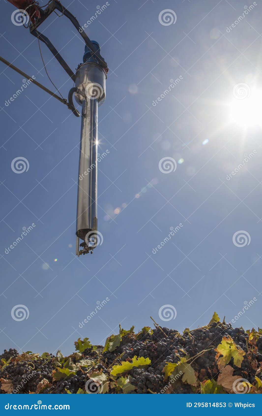 Sampling Tube on a Trailer Full of Grapes Stock Image - Image of ...